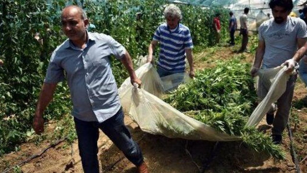 Serada Fasulye Yerine Hint keneviri Yetiştirmişler - Mersin Portal | Mersin'in Haber Portalı