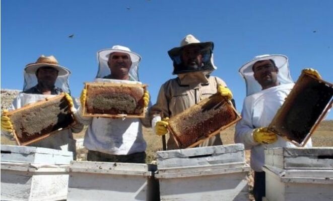 Erdemli'de Bal Sağımı - Mersin Portal | Mersin'in Haber Portalı