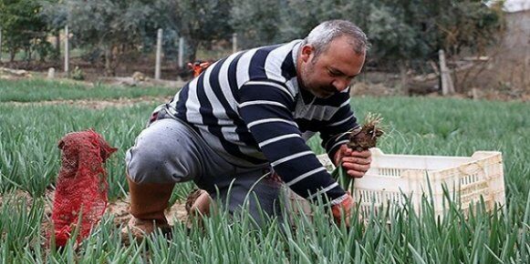 Yeşil Soğan Fiyatıyla Üreticisini Güldürdü - Mersin Portal | Mersin'in ...